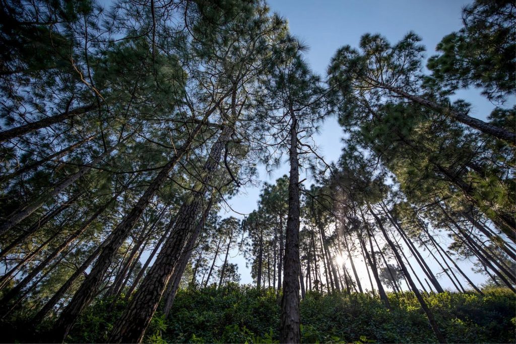 Valentine's Getaway in Himalayas, Himachal- Timber Trail Resort